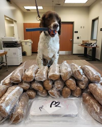 Oregon narcotics dog finds over 30 pounds of drugs | | nbcrightnow.com