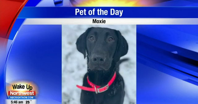Pet of the Day: Moxie | Top Video | nbcrightnow.com