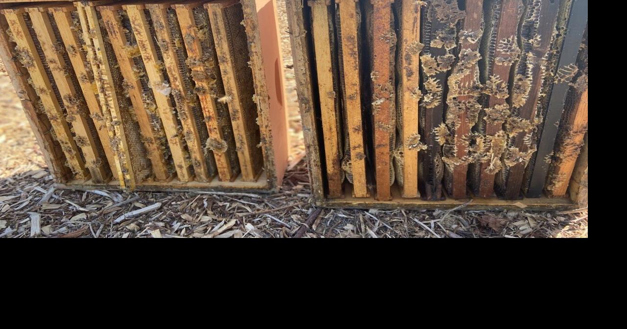 Local Beekeeper Explains Why Bees are Essential | Where We Come From ...