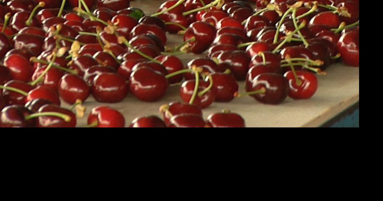 Growers give their outlook for this seasons bing cherry harvest ...