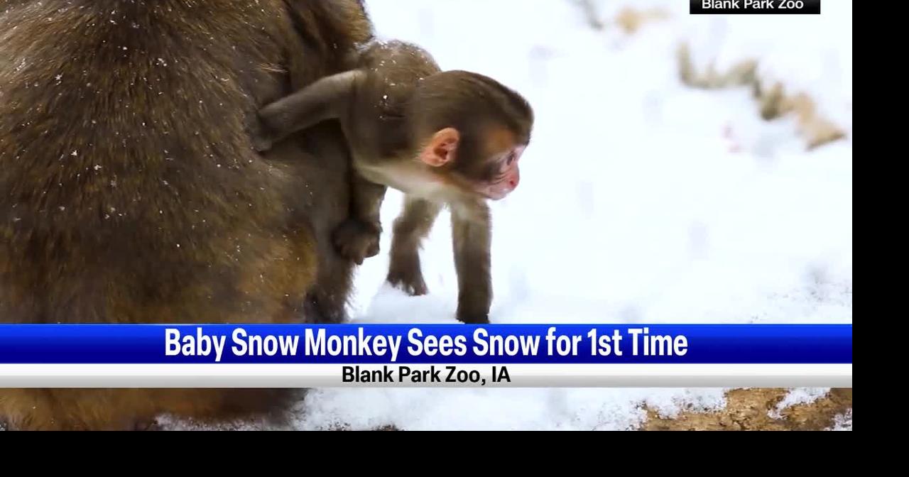 Baby snow monkey sees snow for first time | | nbcrightnow.com