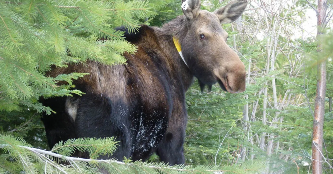 Washington state expands moose monitoring program to track population ...