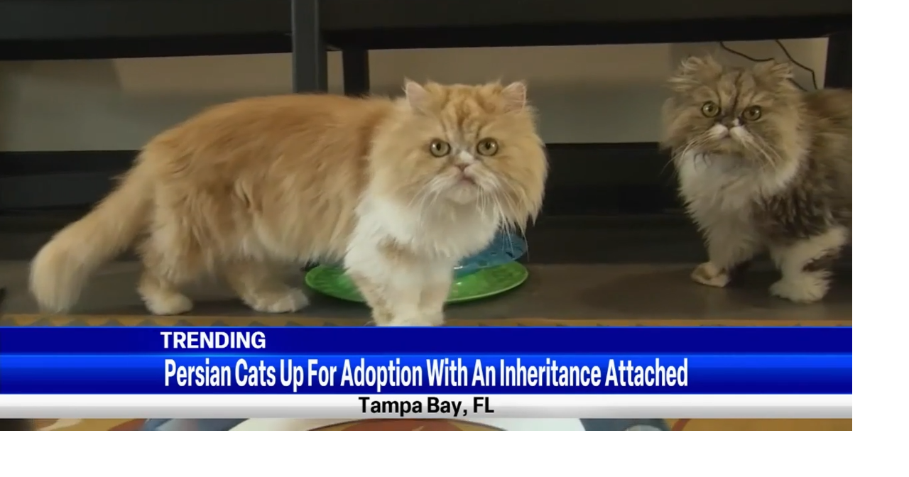 Trending: Cats inherit estate | Top Video | nbcrightnow.com