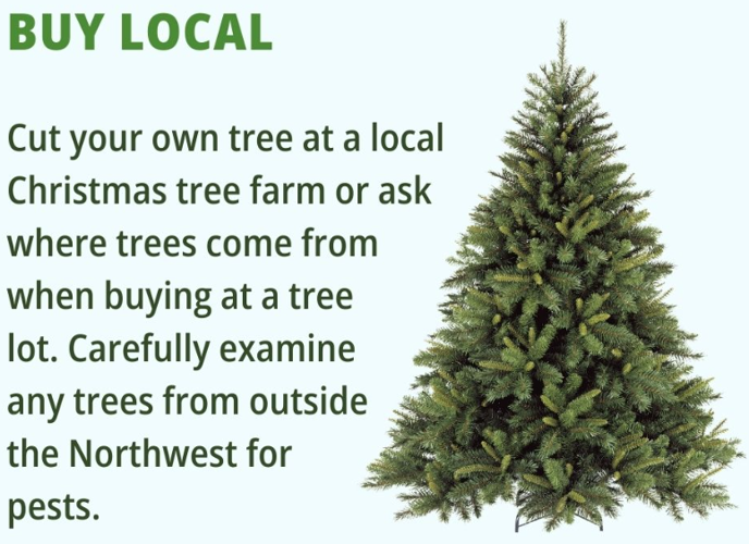 Check that perfect Christmas tree for invasive pests before you bring ...