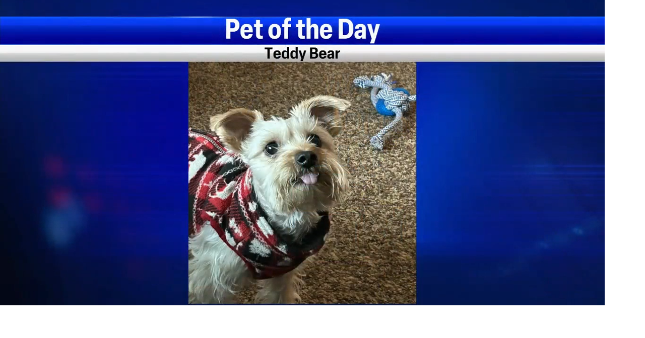 Pet of the Day: Teddy Bear | Pet of the Day | nbcrightnow.com