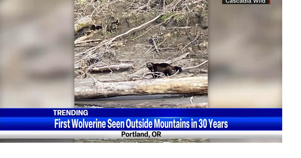 What's Trending: Wolverine spotted in Oregon | Top Video | nbcrightnow.com