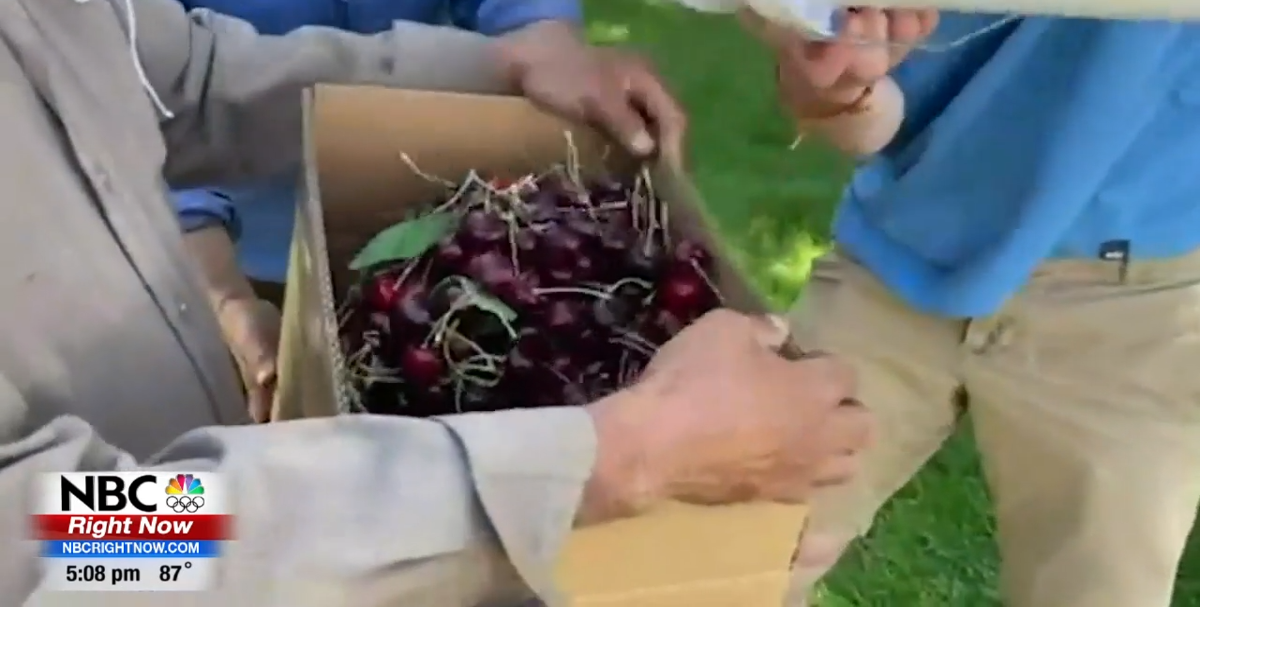 Cherry season is here, here's how to get fresh local cherries before ...
