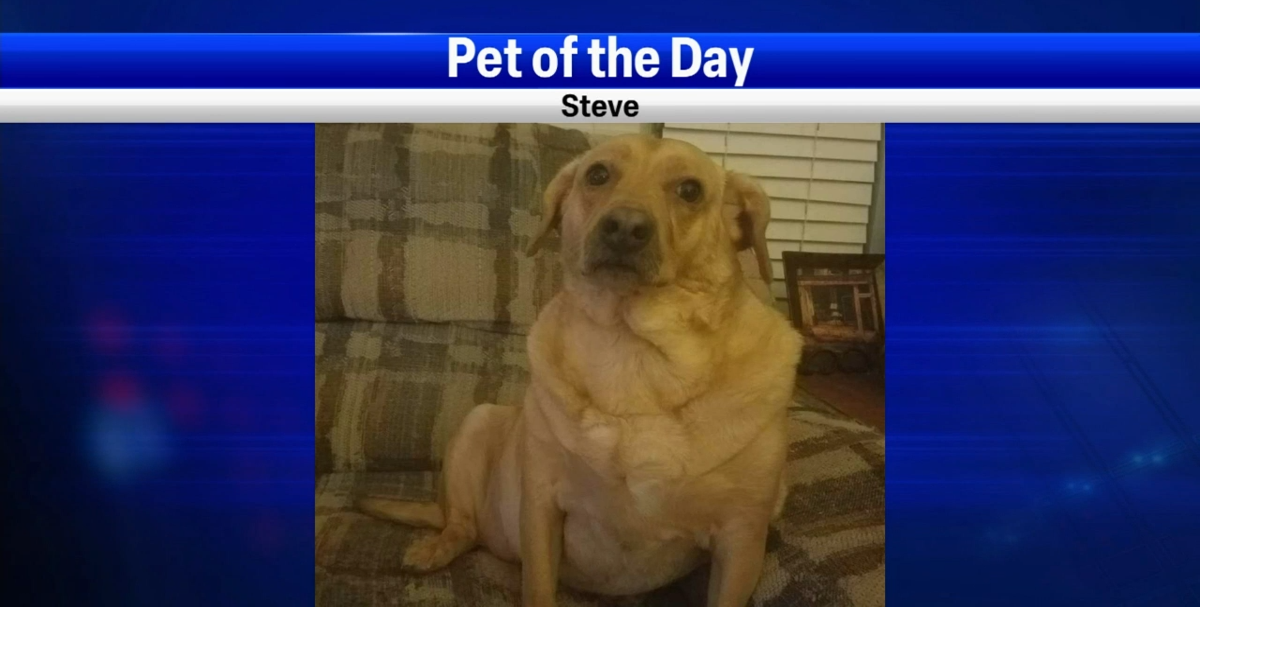Pet of the Day: Steve | Top Video | nbcrightnow.com