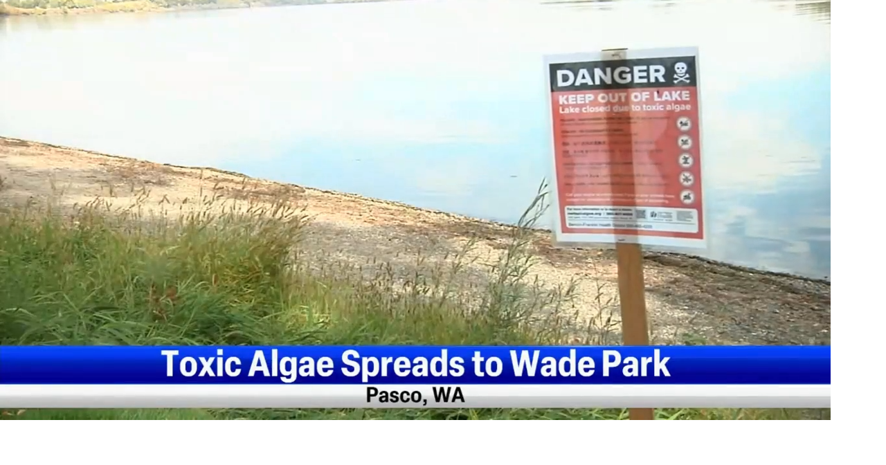 Toxic Algae found at third location in Tri-cities | News | nbcrightnow.com