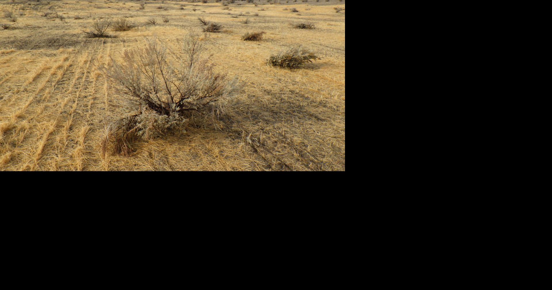 Hanford revegetation efforts extend into March | Hanford | nbcrightnow.com