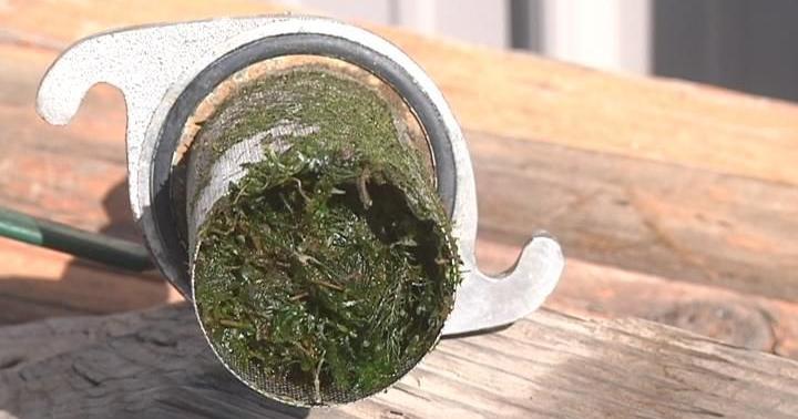 Residents Complain About Dying Grass and Clogged Sprinkler Systems ...