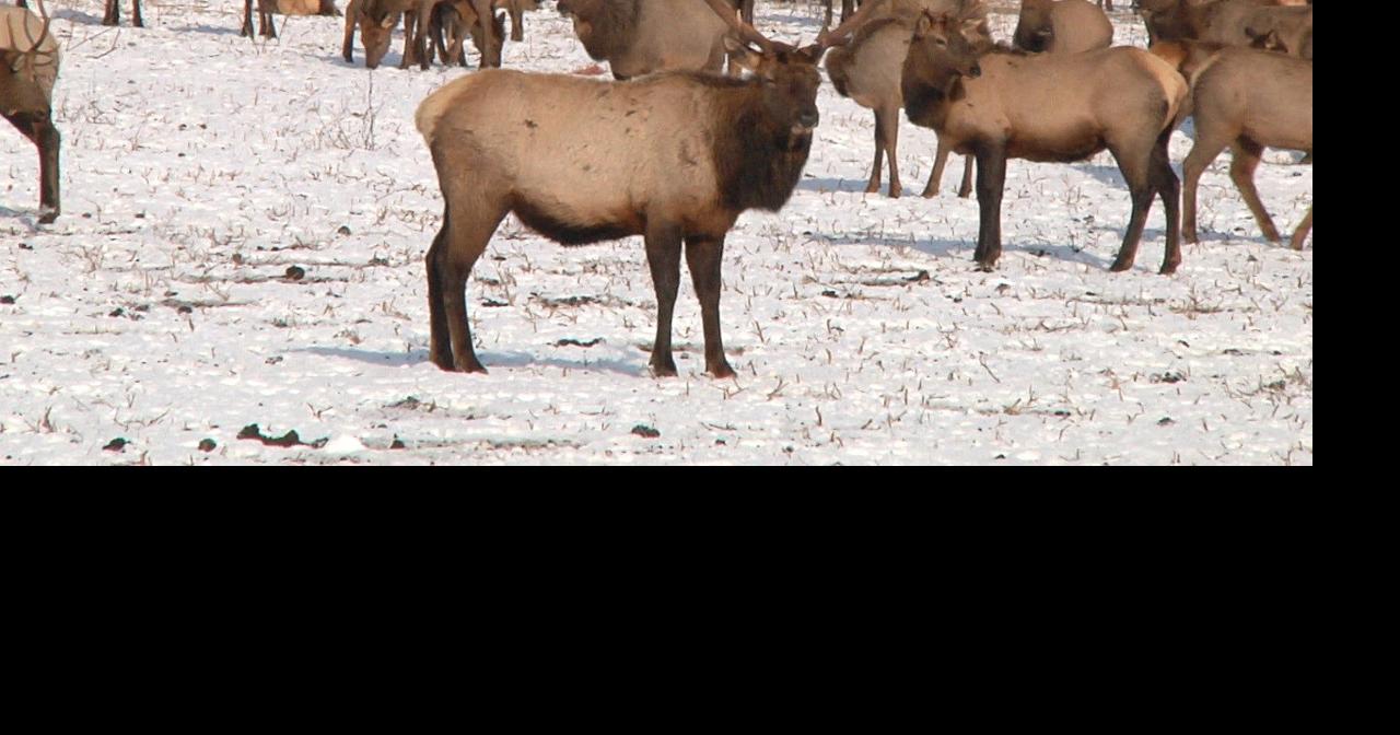 An elk migration spot can be a fun family experience | Archives ...