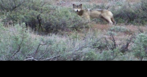 Wolf Attacks Deer in Residential Area in Wenatchee | News | nbcrightnow.com