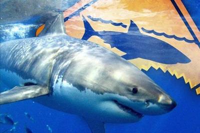 record shark attacks