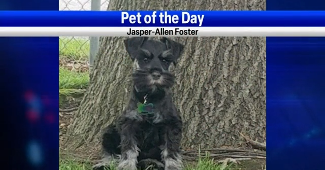 Pet of the Day: Jasper-Allen Foster | Top Video | nbcrightnow.com