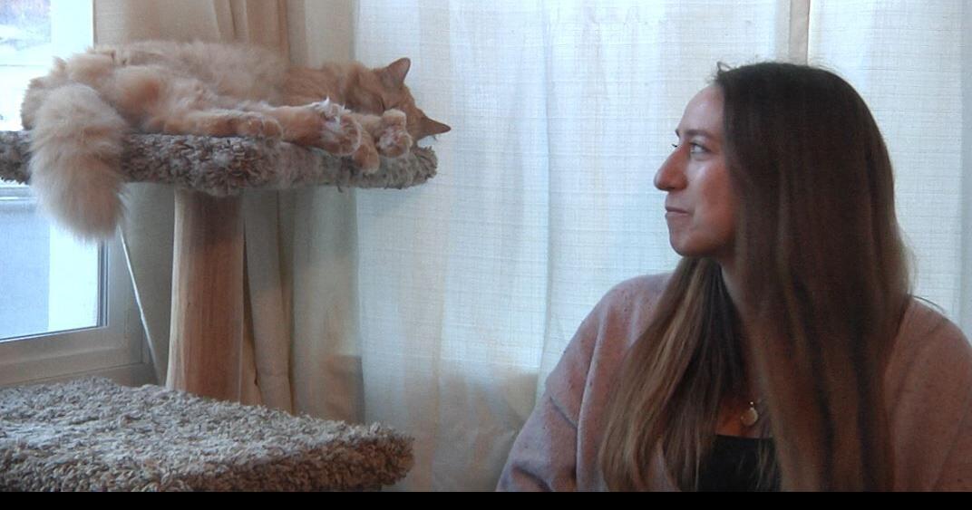 How a Pendleton cat with 28 toes gained thousands of followers | News ...