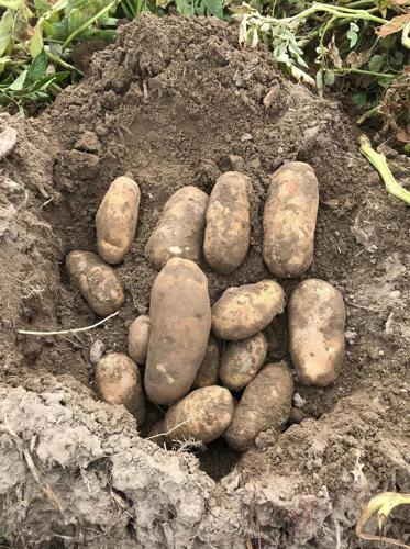 It's national potato month! | Archives | nbcrightnow.com