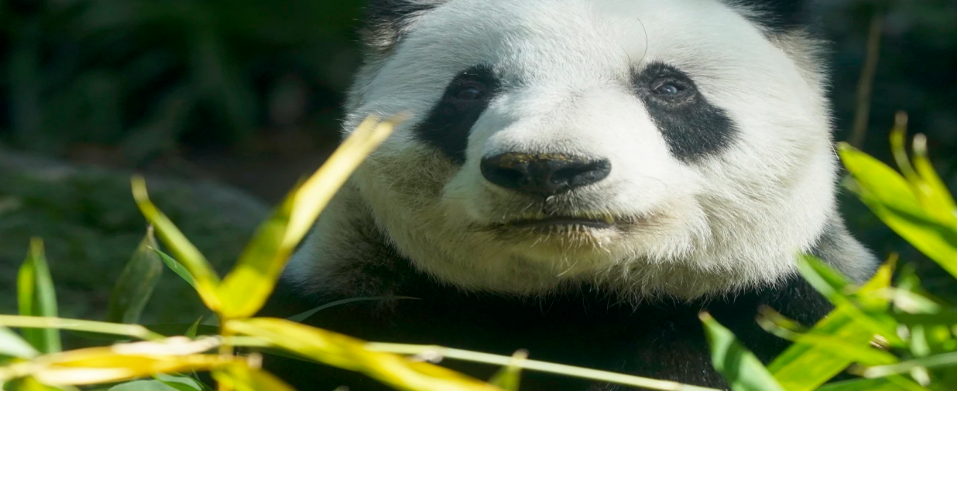 The last panda in Latin America? Mexico to decide what happens next ...