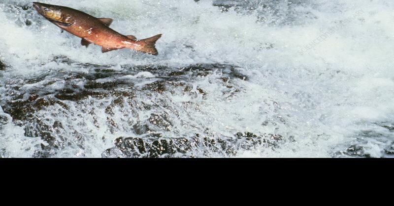 Drones could improve salmon nest counts | News | nbcrightnow.com