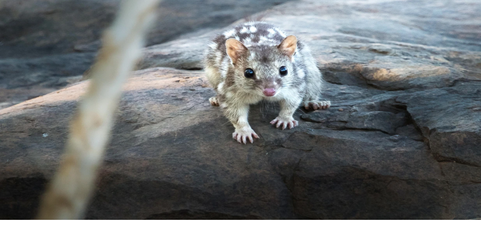 'Live fast, die young': An endangered marsupial may be mating itself to ...