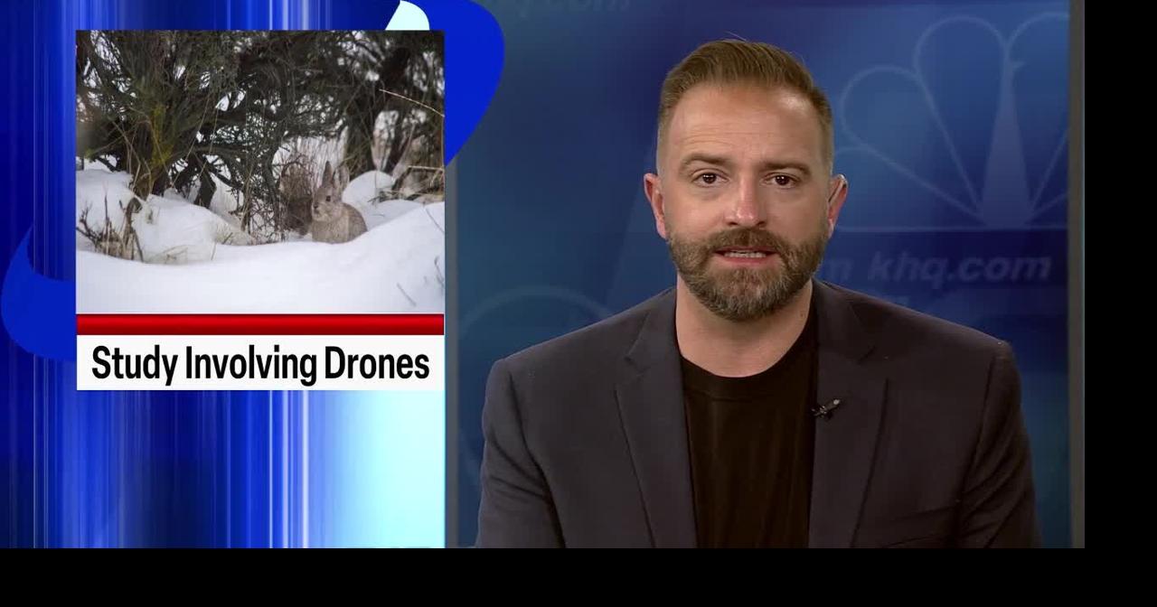 Washington researchers use drones to study endangered pygmy rabbits ...