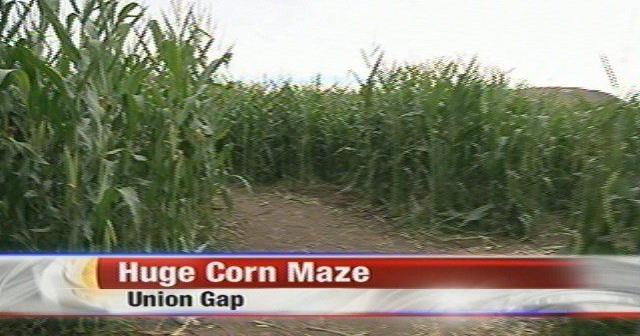 Union Gap boasts largest corn maze in Yakima Valley | News ...
