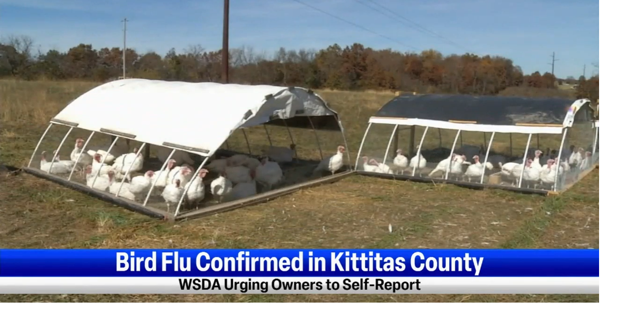Bird flu reported in Kittitas County flock | News | nbcrightnow.com