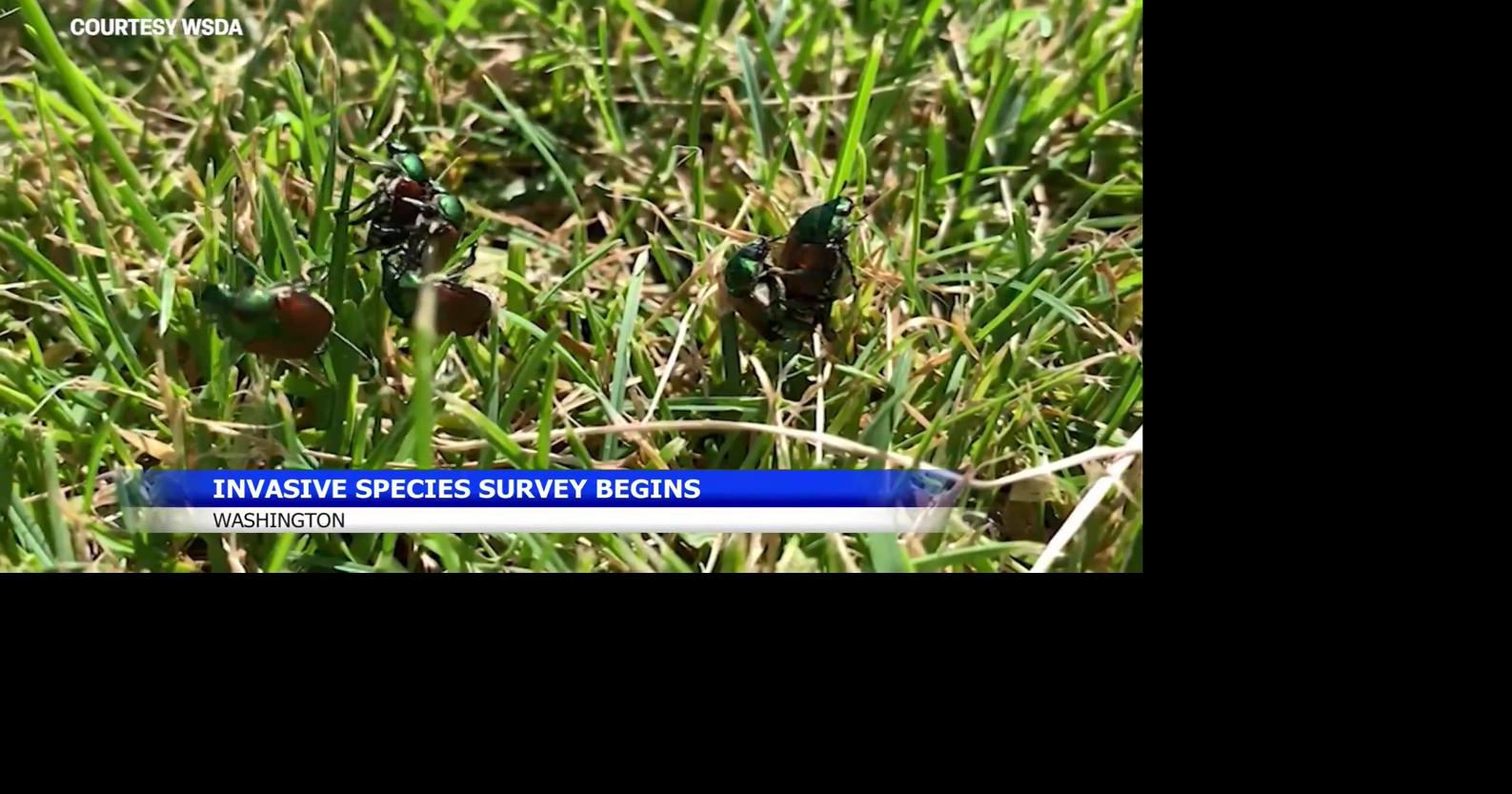 Washington inspectors expand statewide beetle and moth trapping | News ...