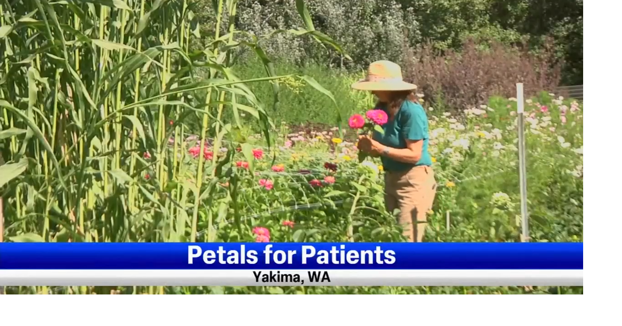 Petals for Patients: aiding fear, anxiety through flowers | News ...