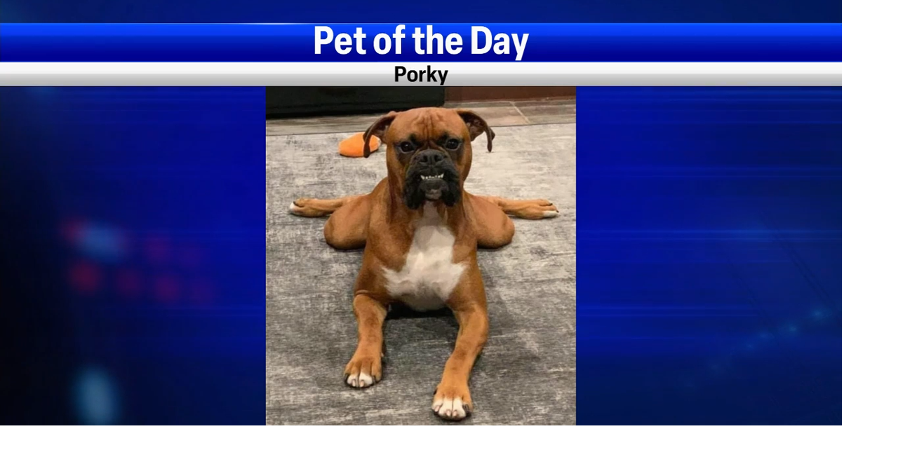 Pet of the Day: Porky | Video | nbcrightnow.com