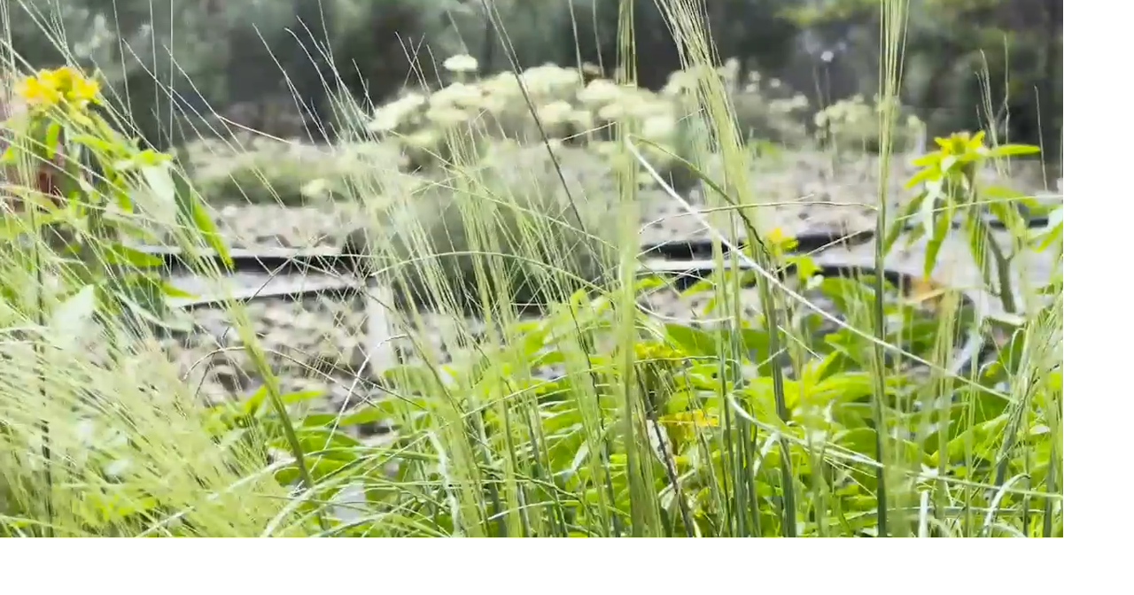 The role pollinators play in protecting native plants in the Columbia ...