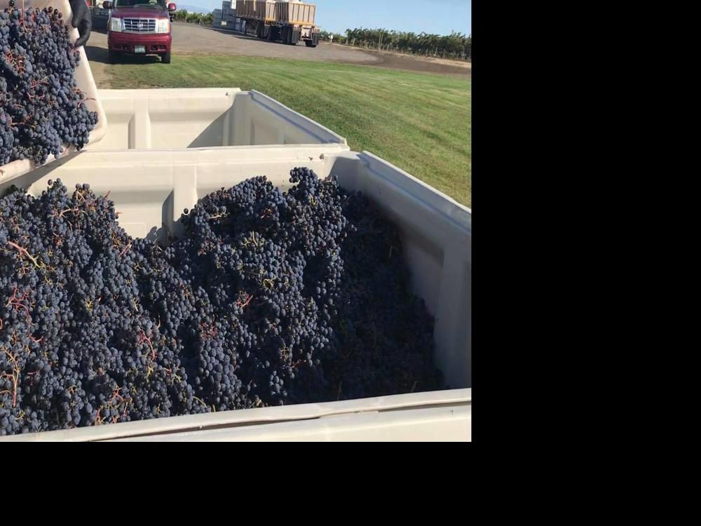 Fall grape harvest season underway | News | nbcrightnow.com