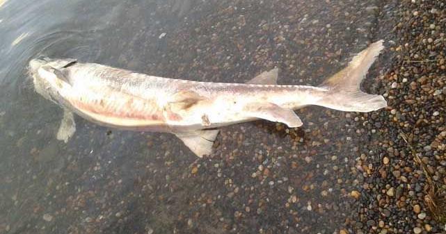 Dead sturgeon popping up throughout the Columbia | Archives ...