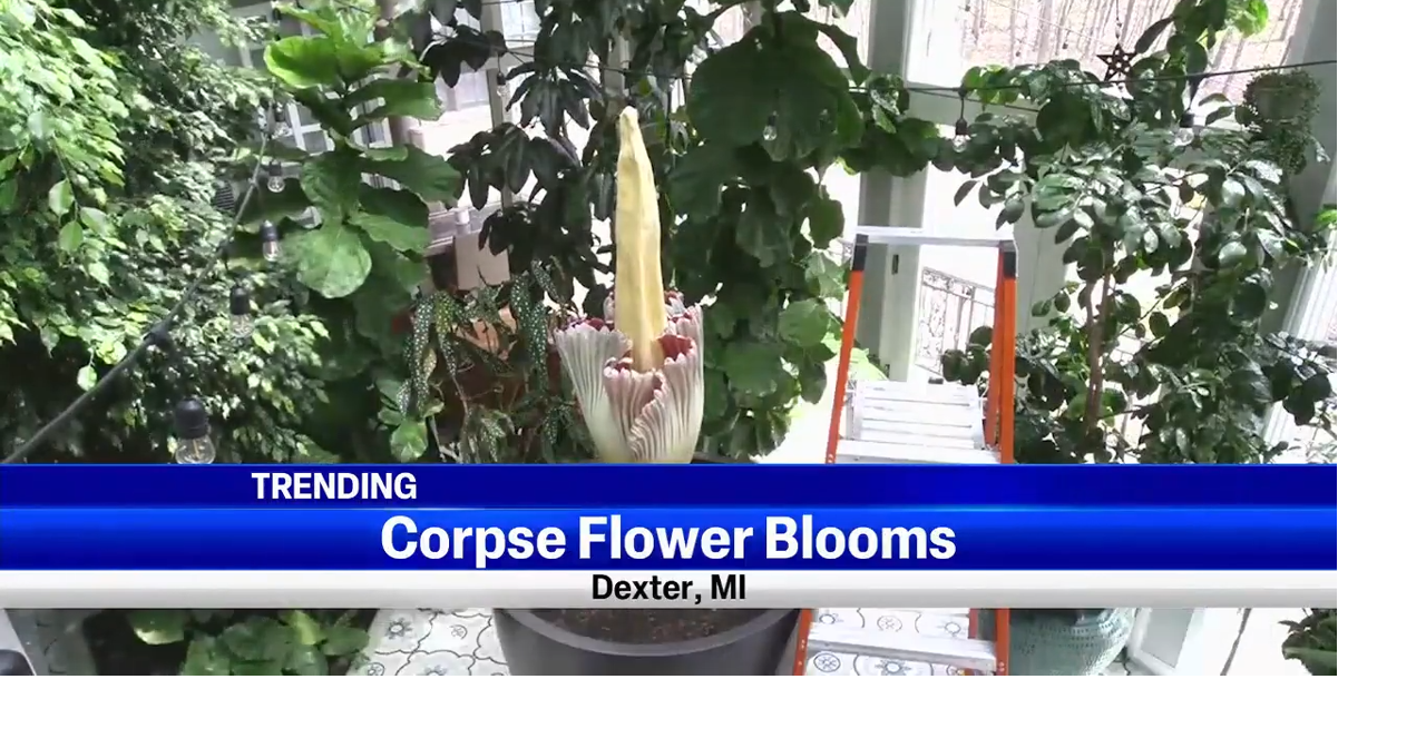 Wisconsin Couple Films Blooming of Corpse Flower | Northwest & National ...