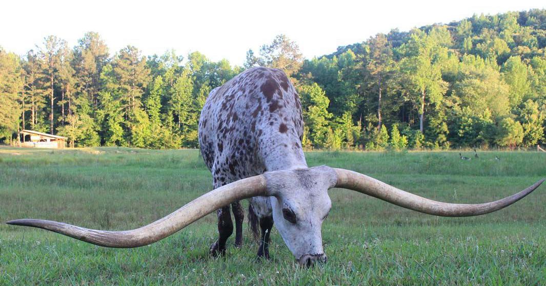 Texas longhorn sets Guinness world record for longest horns | Regional ...