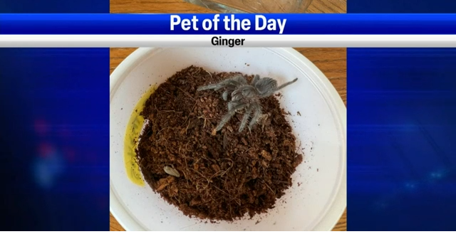 Pet of the Day: Ginger | Top Video | nbcrightnow.com