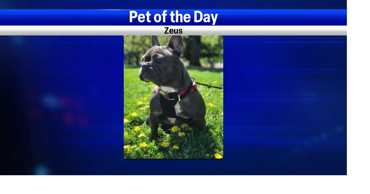 Pet of the Day: Zeus | Pet of the Day | nbcrightnow.com