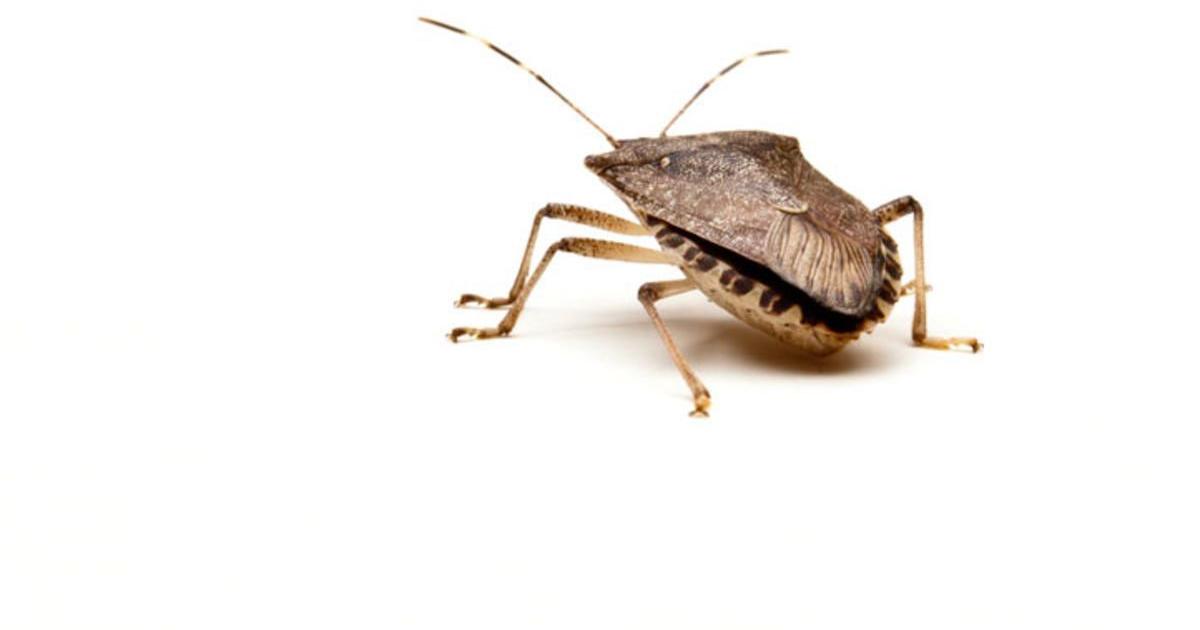 WSU: stink bug range expanding with climate change | News | nbcrightnow.com
