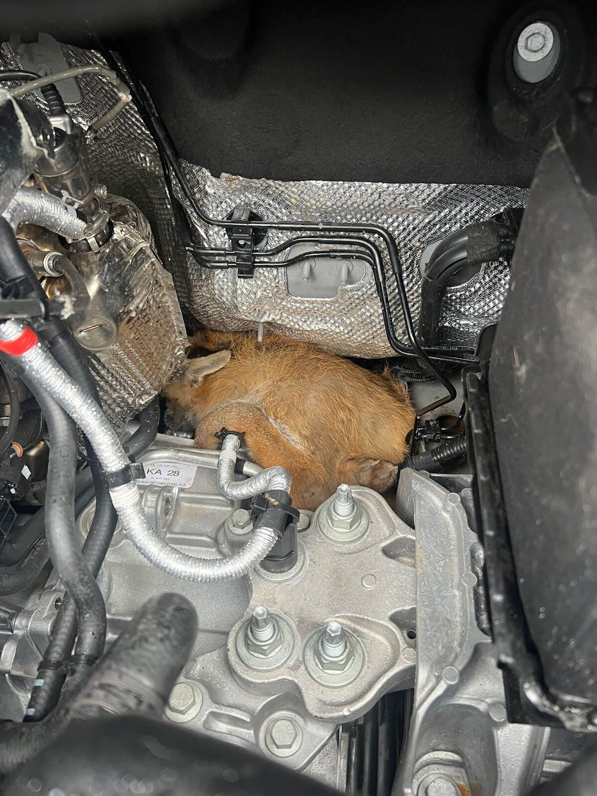 Fox trapped inside Amazon delivery van engine rescued | Northwest ...