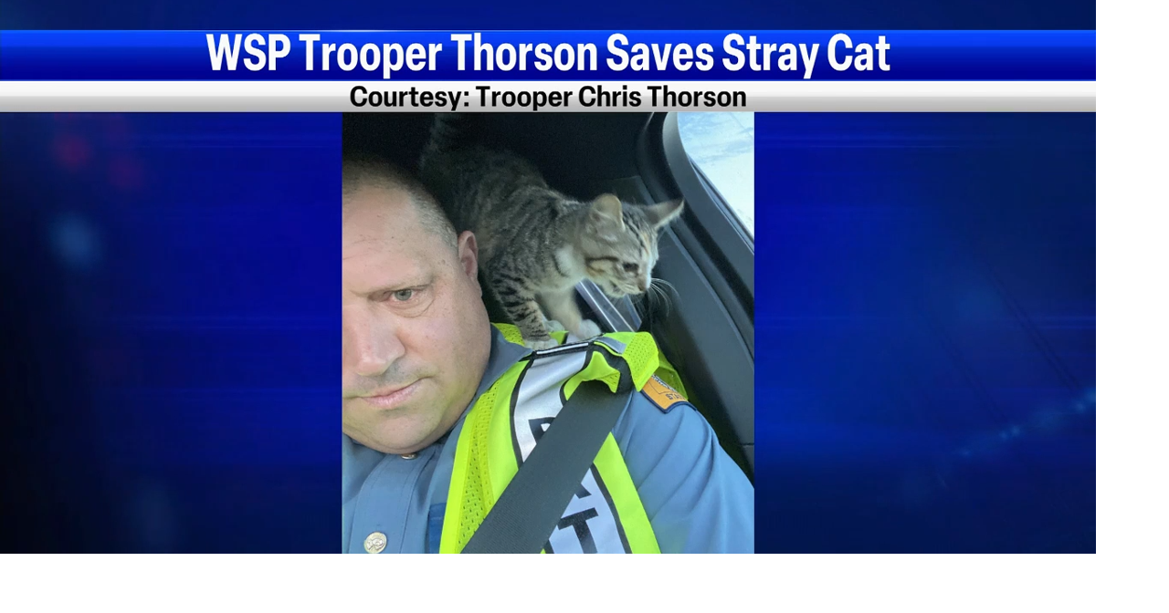WSP Trooper saves stray cat while responding to crash | News ...