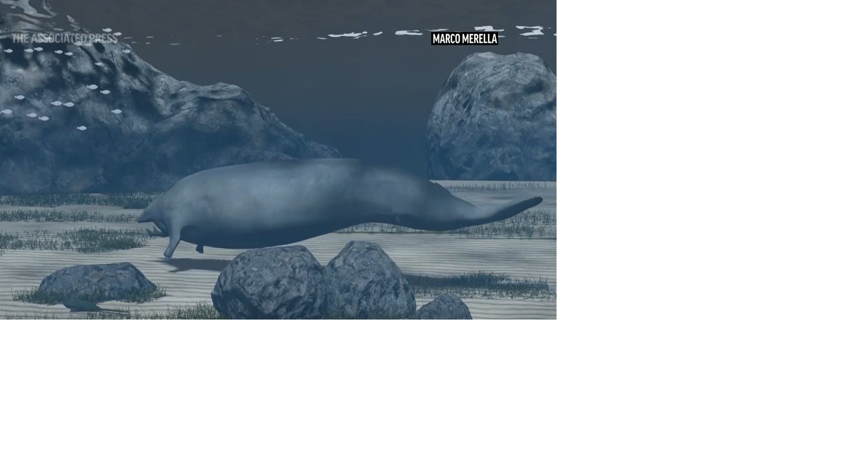 The heaviest animal ever may be this ancient whale found in the ...