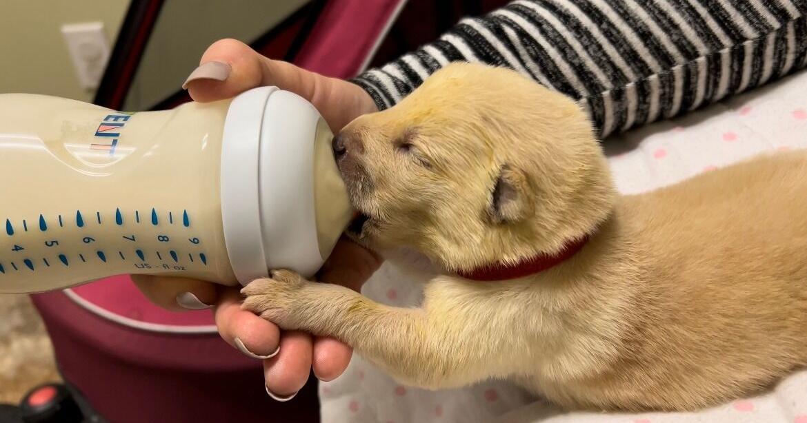 The number of people dumping pets is at an all-time high, how to help ...