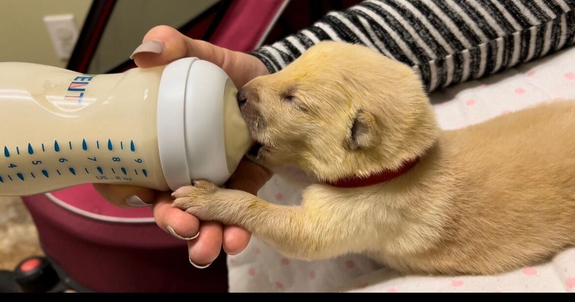 The number of people dumping pets is at an all-time high, how to help ...