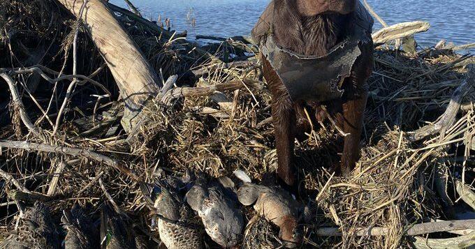 Waterfowl hunting season in action across Washington, hunters to follow ...