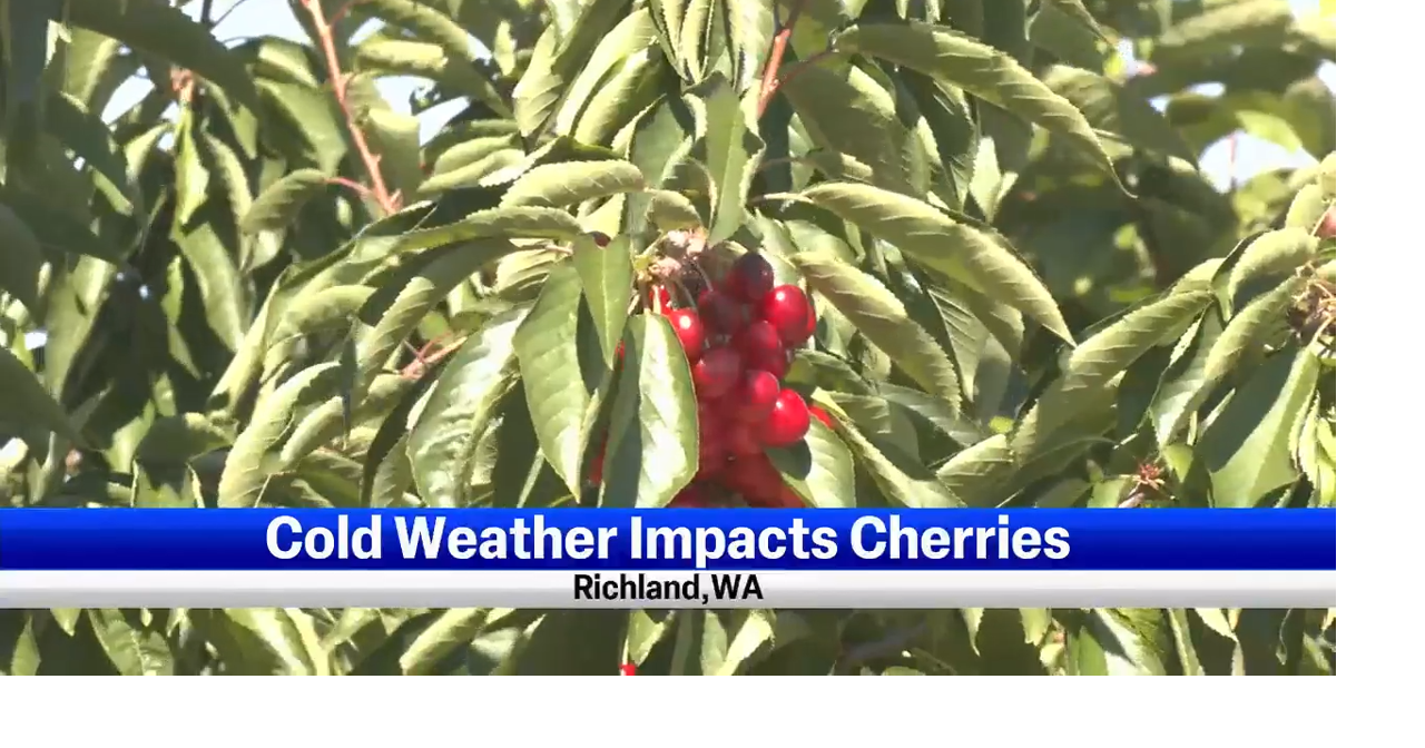 do cherry trees need cold weather
