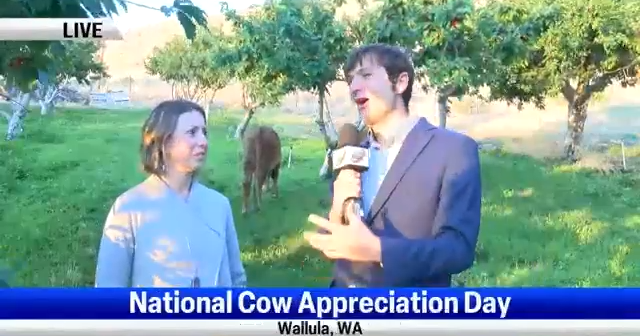Cow Appreciation Day: Dwarf Cows | Top Video | nbcrightnow.com
