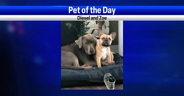 Pet of the Day: Diesel and Zoe | Pet of the Day | nbcrightnow.com
