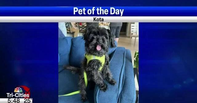 Pet of the Day: Kota | Top Video | nbcrightnow.com