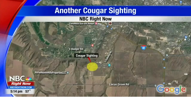 Third cougar sighting in one week | News | nbcrightnow.com