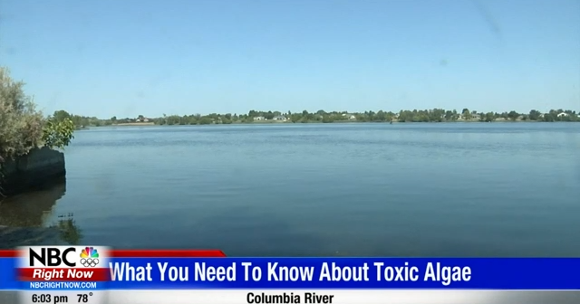 What You Need To Know About Pets & Toxic Algae | News | nbcrightnow.com